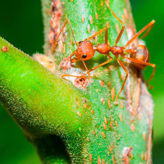 The 10 Most Dangerous Bugs You Need to Avoid