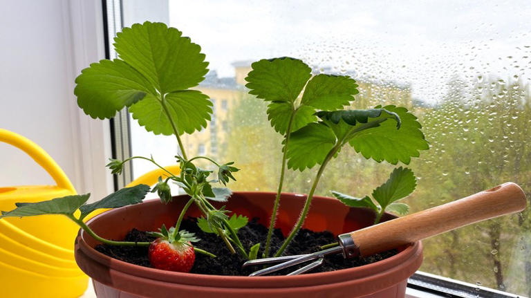 Yes, You Can Grow Strawberries Indoors - Here's How To Do It