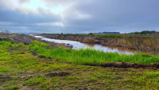 Researchers stunned by results after massive campaign to kill coyotes ...