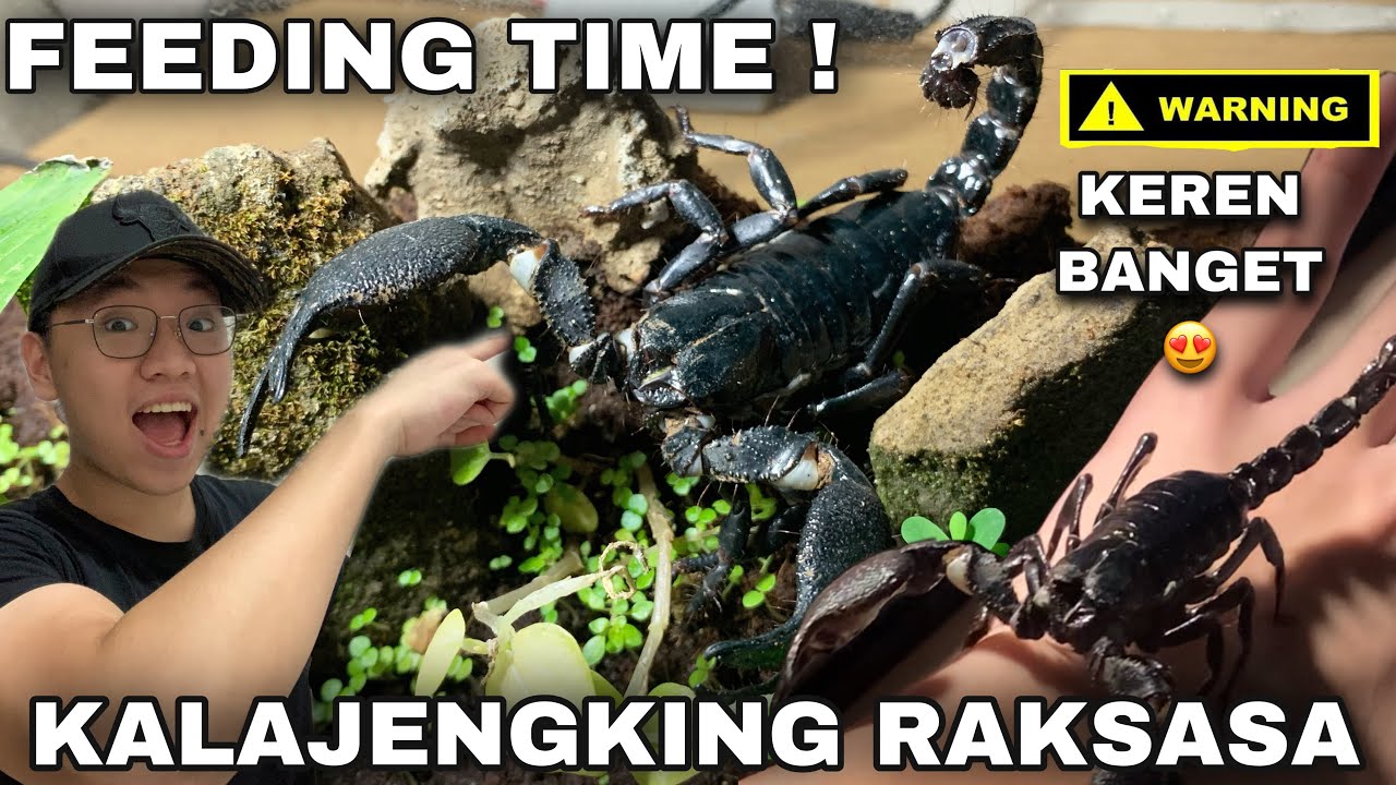 Kalajengking Terbesar yang Pernah Saya Lihat – Makan Kalajengking Hutan ...