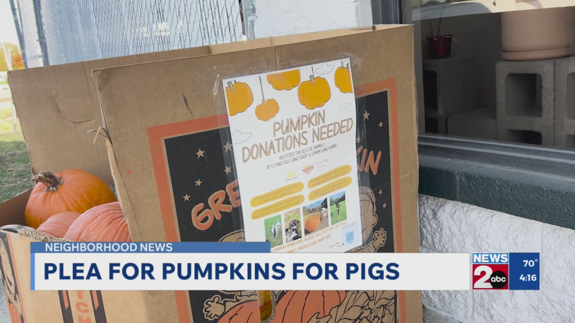 Plea for pumpkins for pigs at Tennessee sanctuary