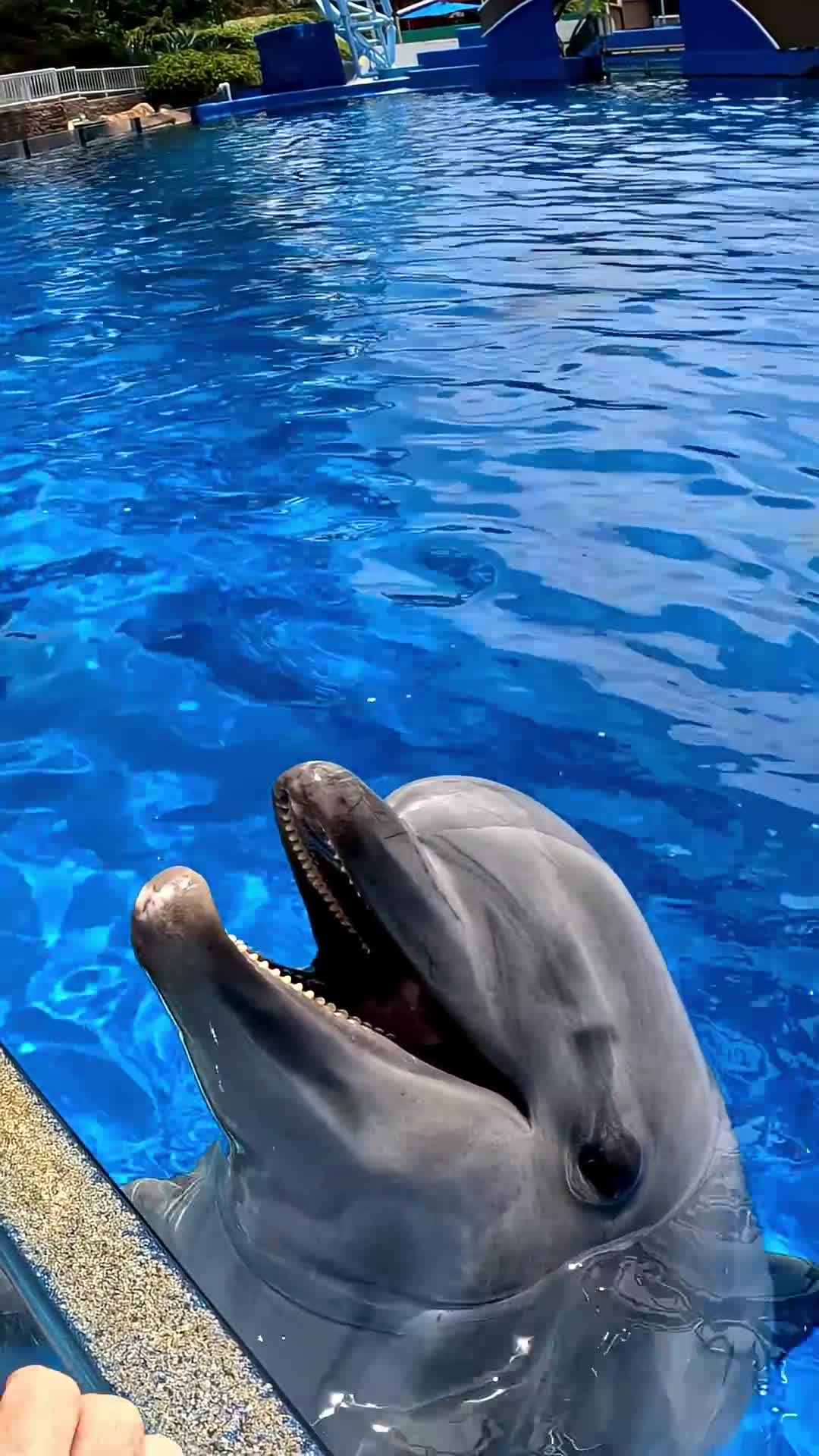 Dolphins feel like hot dogs
