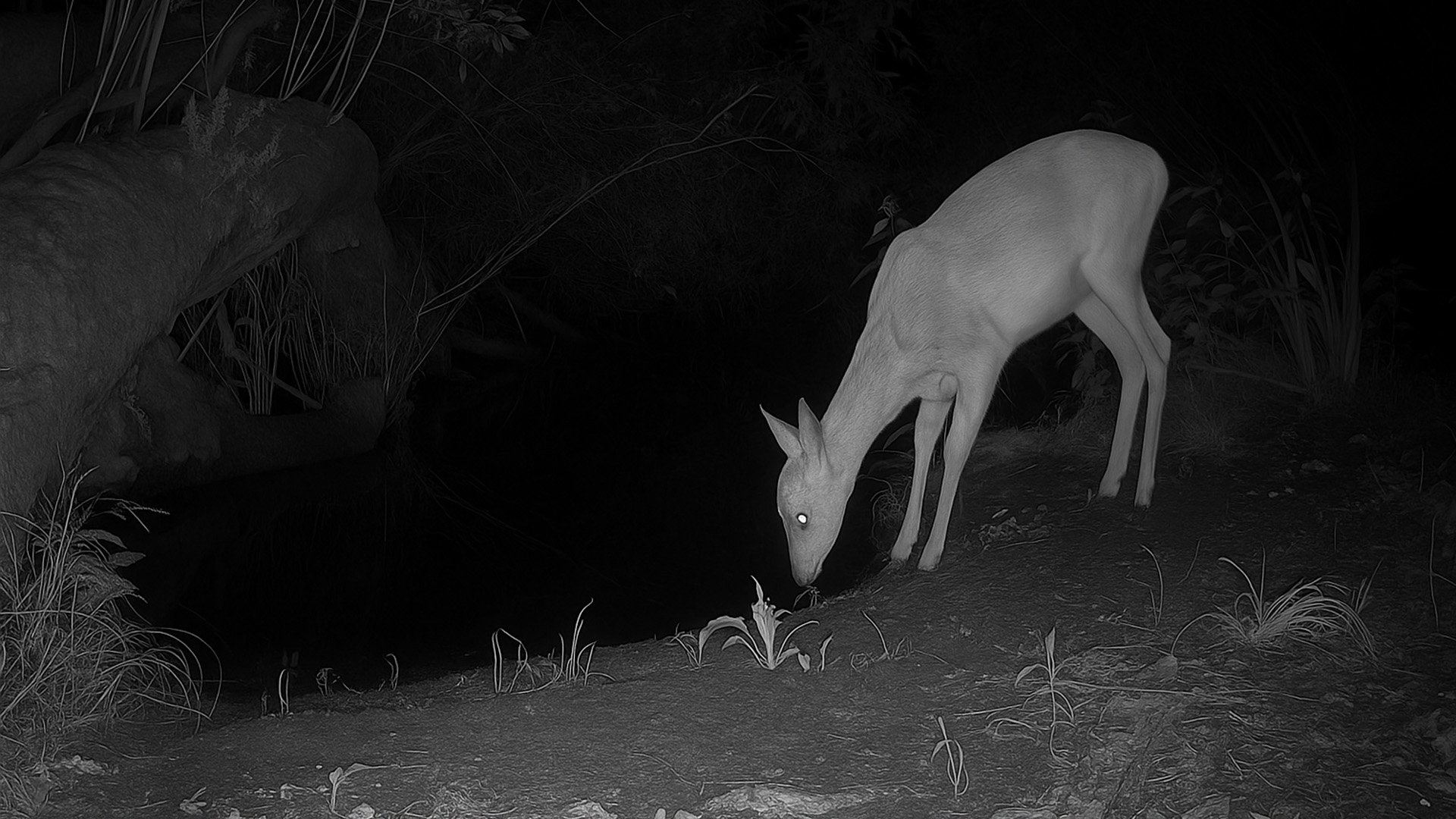 Moments by the River – Captured by a Trail Camera