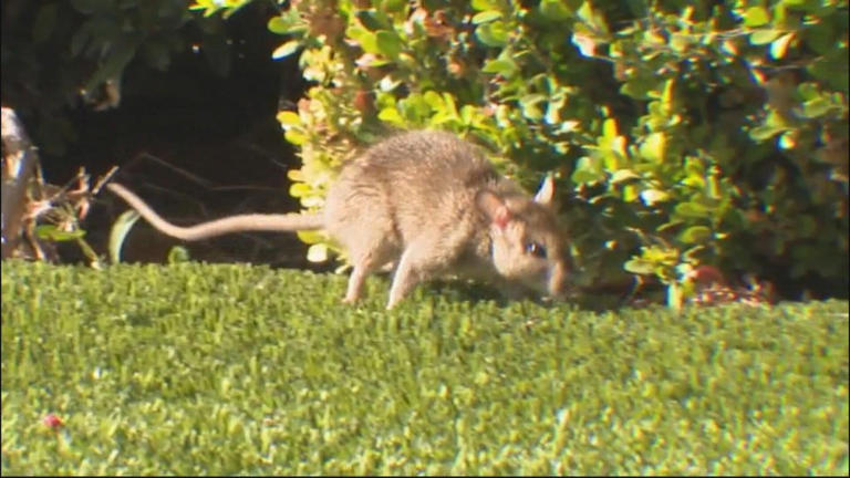 Irvine man thanks neighbors for helping remove rats from his condemned home