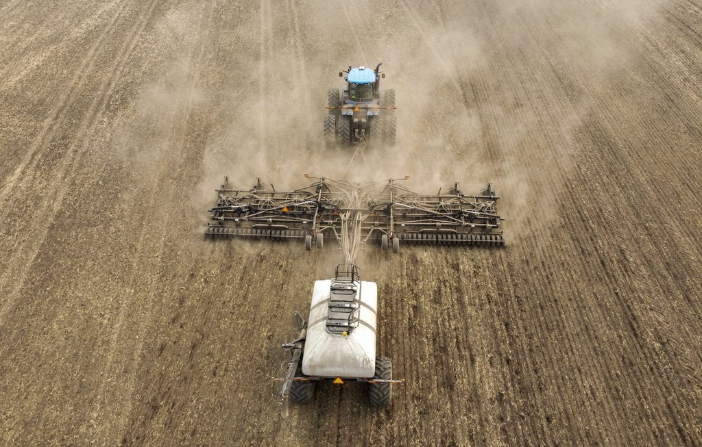Canola and food exports: What Budget 2025 proposes as trade war continues