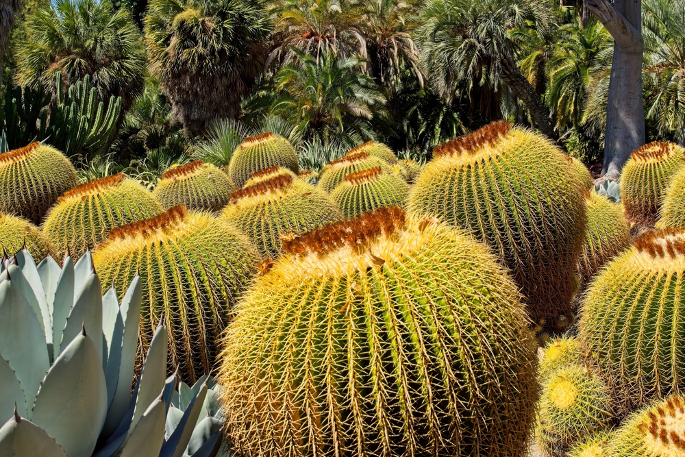 This Californian garden holds one of the world’s rarest plant collections