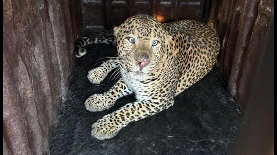 Leopard captured 40 hours after alleged fatal attack; villagers delay ...