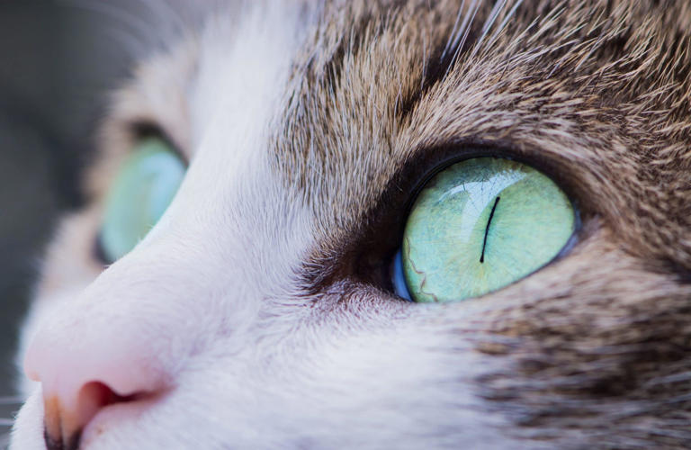 ¿Cuándo abren los ojos los gatos? Guía completa de tiempos, señales y ...