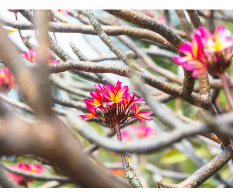 Free plumeria: UH hosts field day in Waimānalo, over 300 plumeria trees