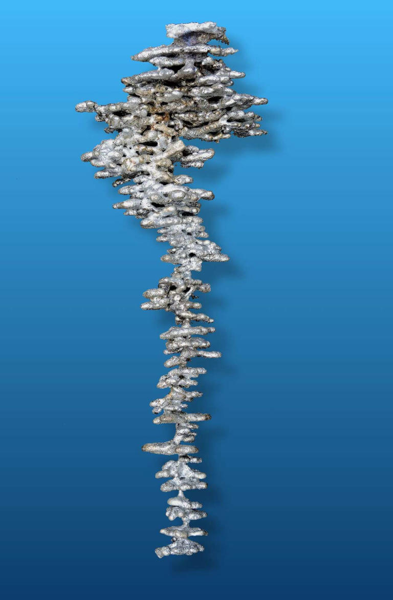 Bruce Museum displays 5-foot ant model as part of new science exhibit