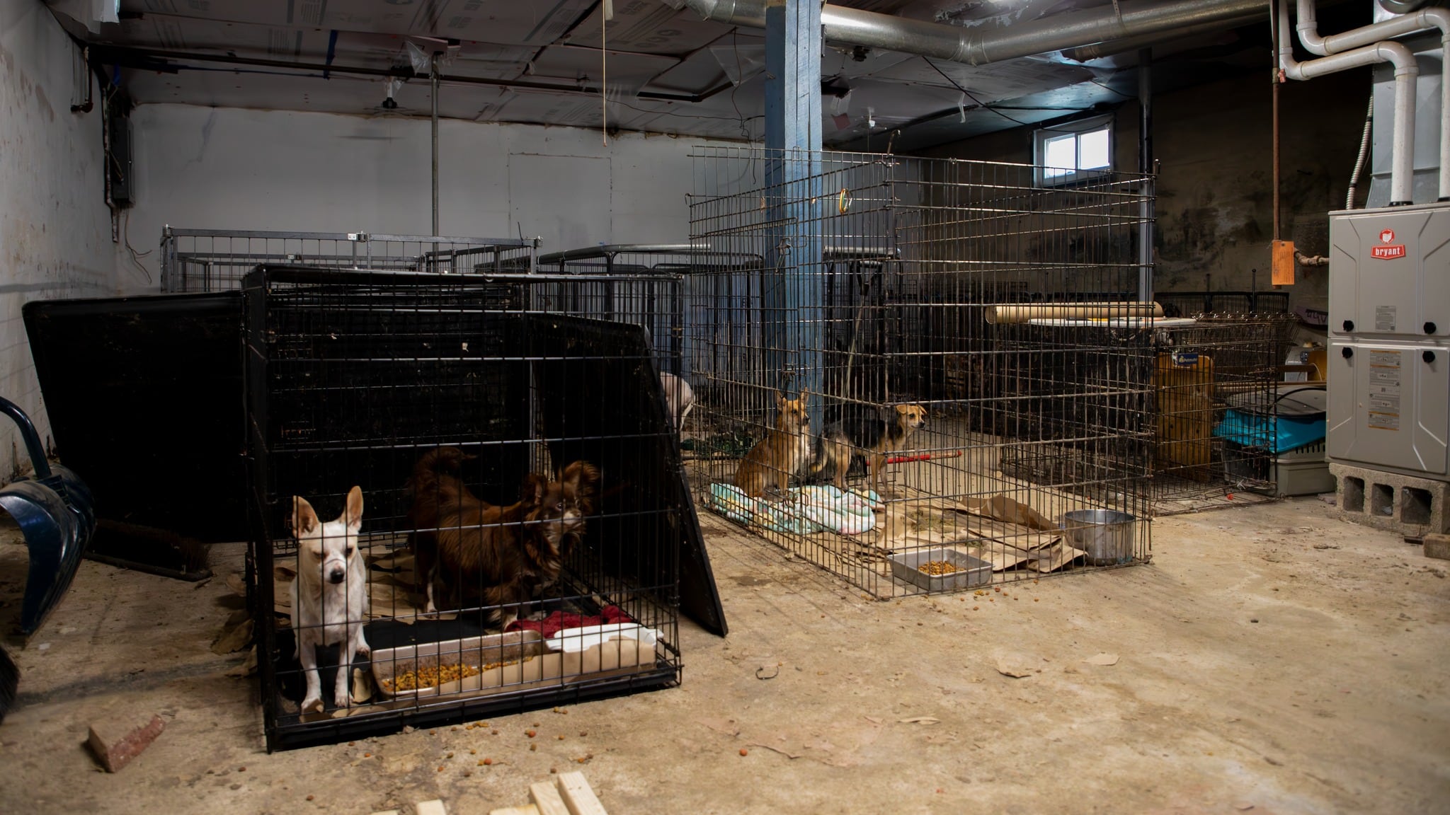 46 dogs rescued from ‘extremely poor,’ ‘unsafe conditions’ in local home