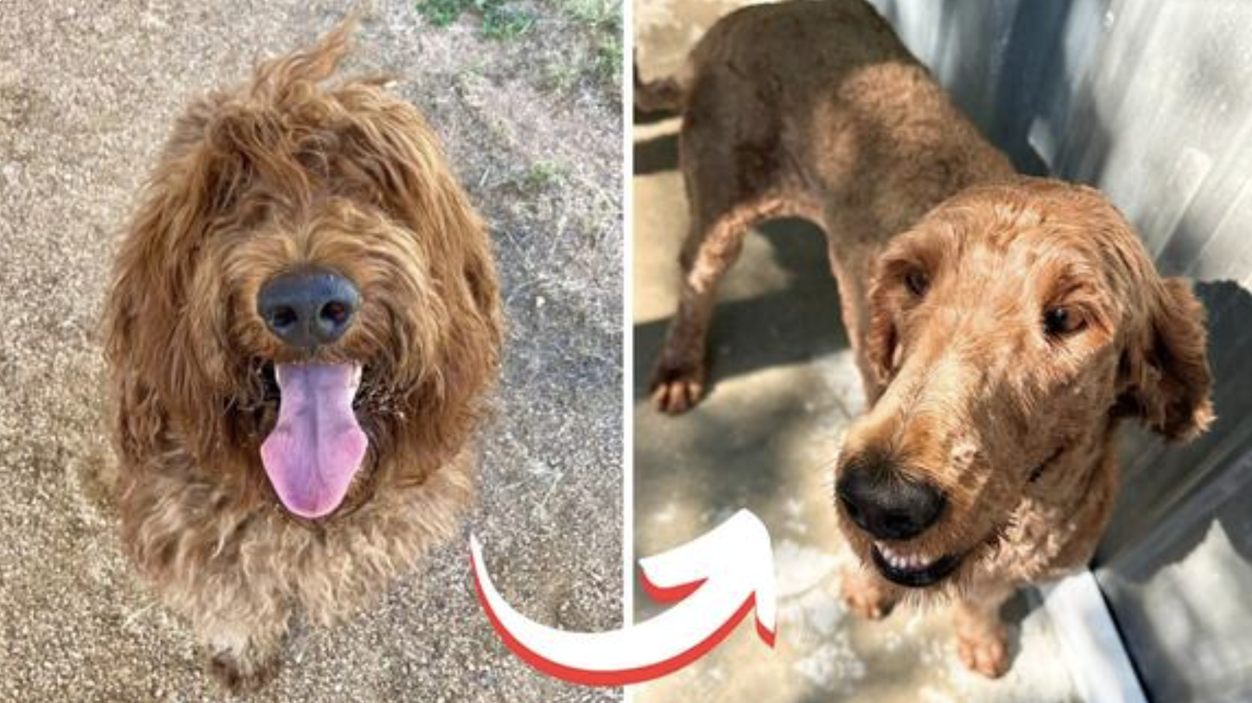 Meet Winnie: The Standard Poodle Mix Still Searching for Her Perfect Match