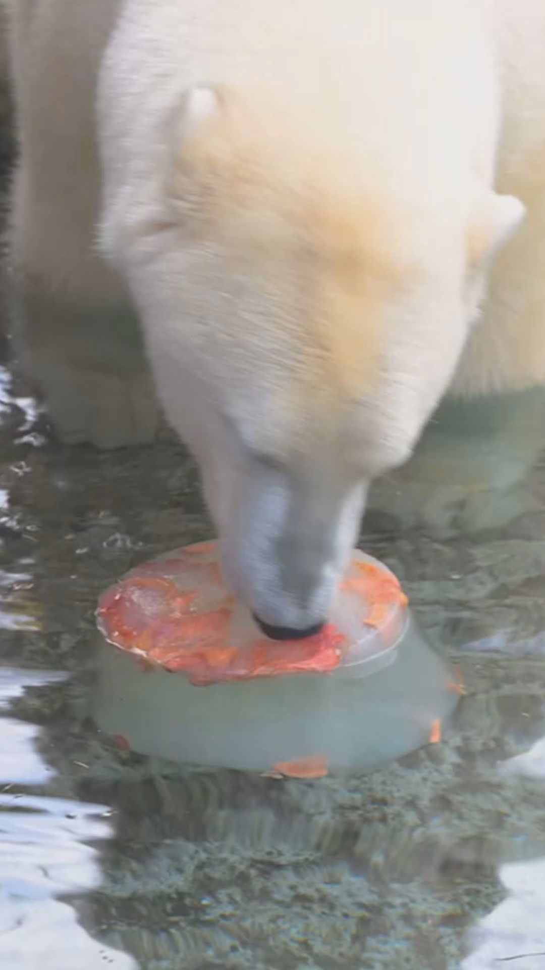 Polar Bear eats frozen clam, sweet potato, and Gatorade treat for Polar ...
