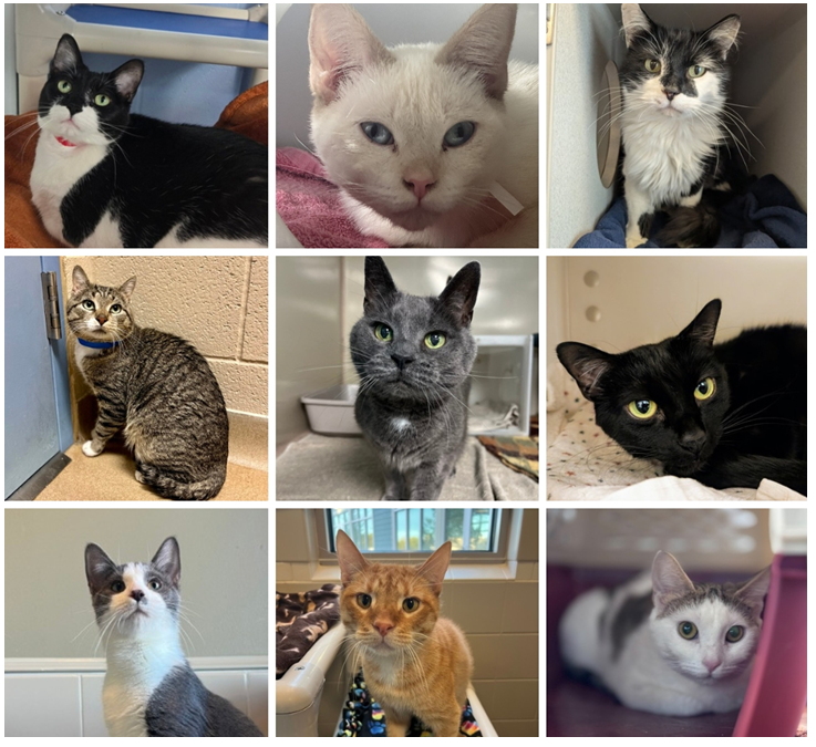 Wisconsin Humane Society asks for help after surrender of 47 cats from ...