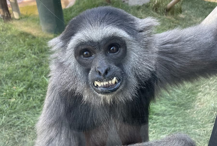 Idaho Falls Zoo announces death of Sid, a beloved gray gibbon