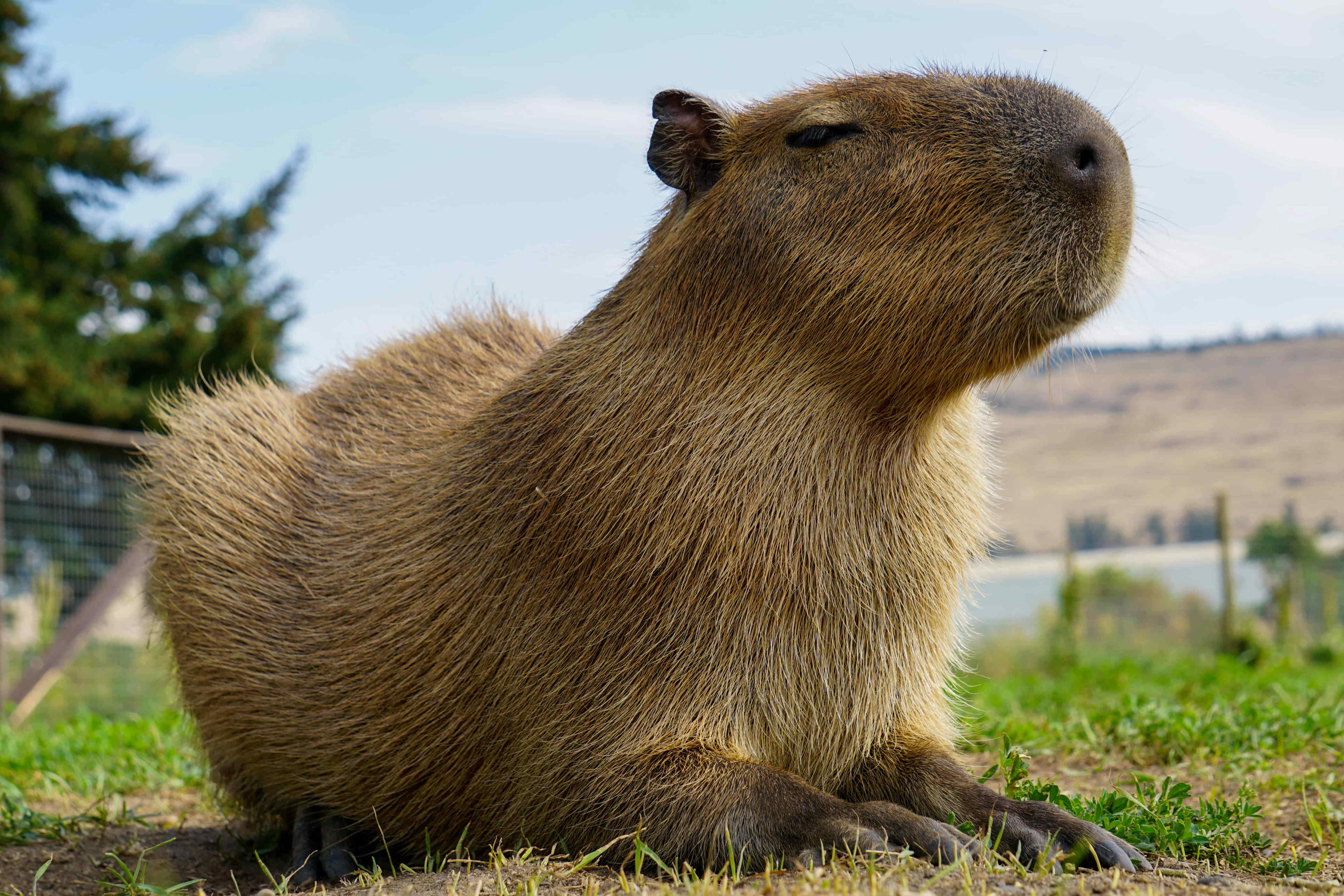 The 11 Biggest Rodents on the Planet