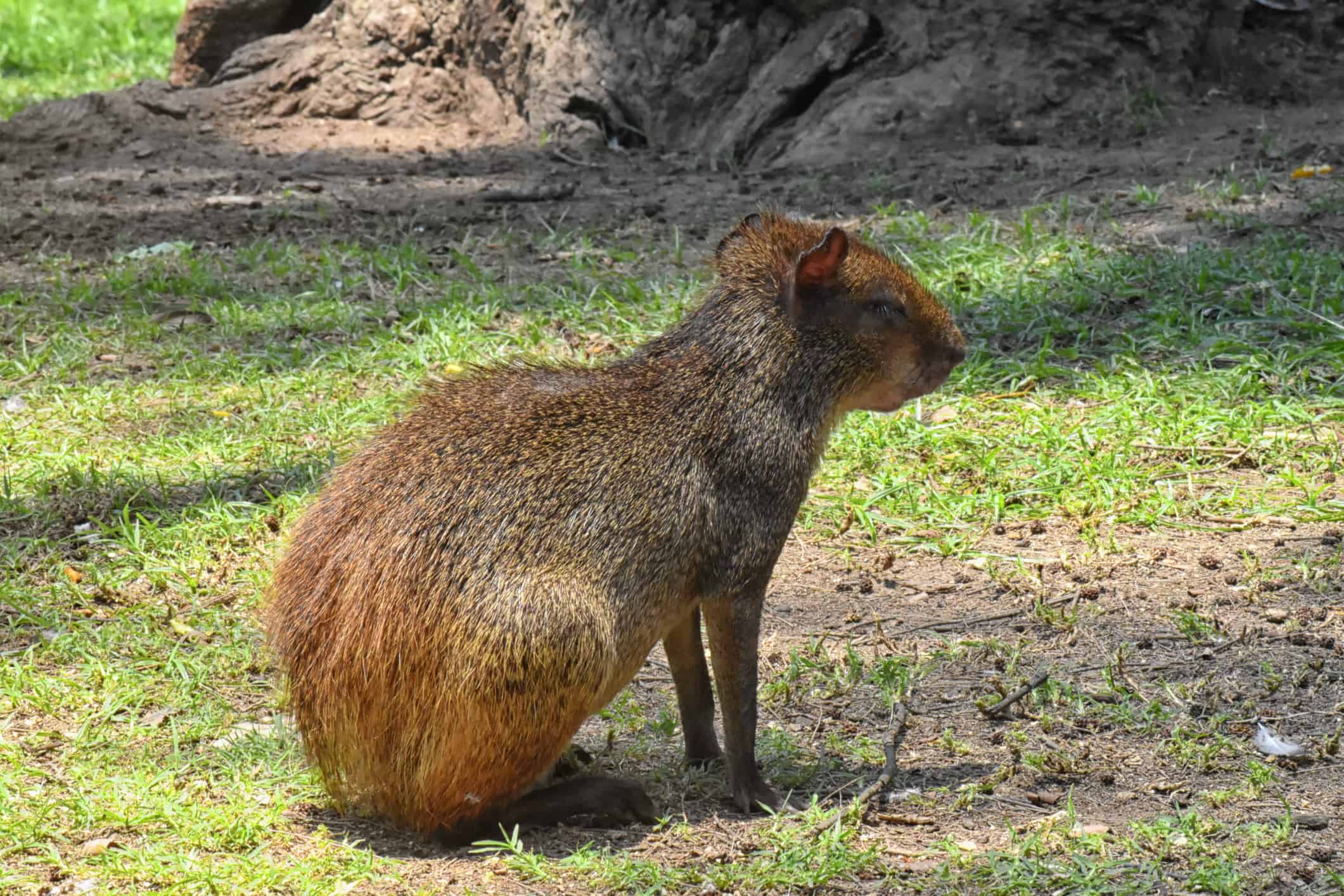 The 11 Biggest Rodents on the Planet