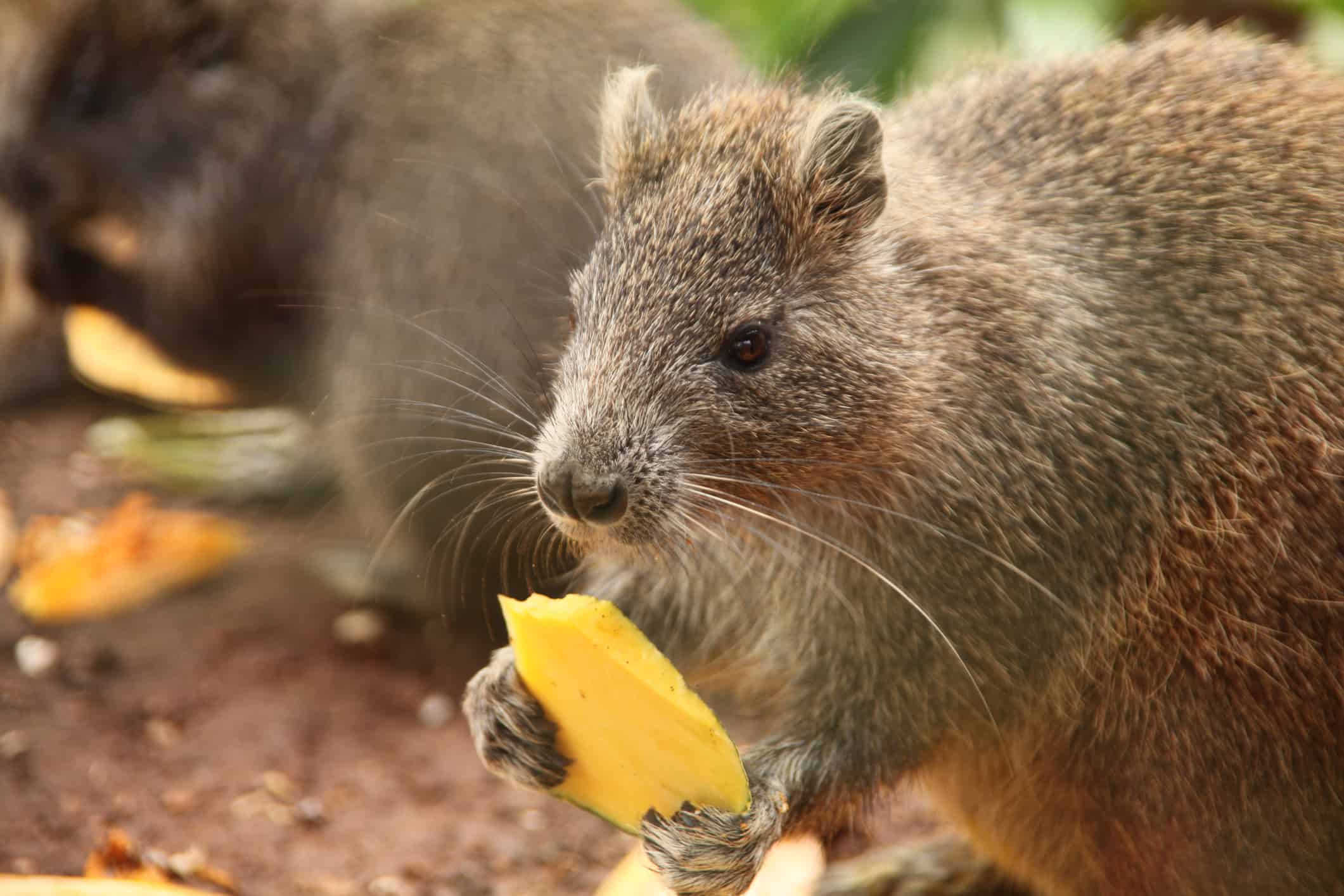 The 11 Biggest Rodents on the Planet