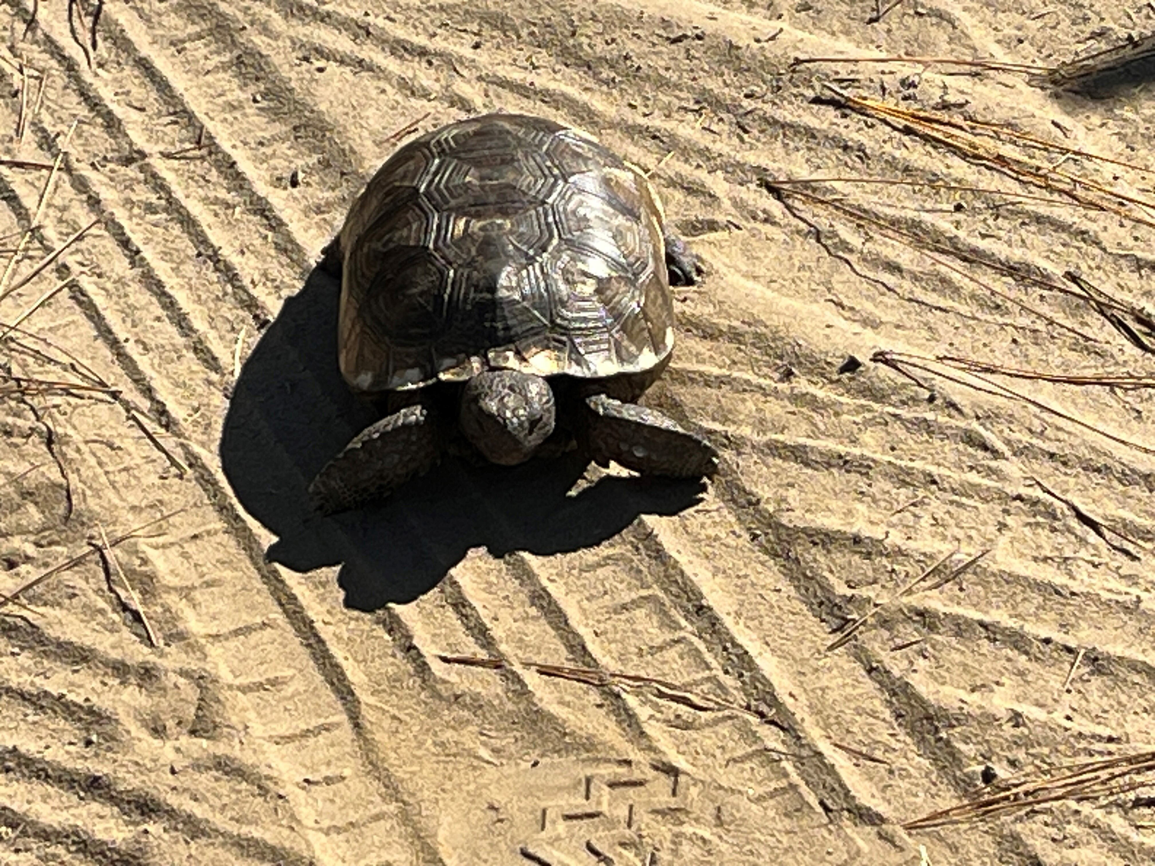 Slow and steady wins the race to save Georgia’s state reptile