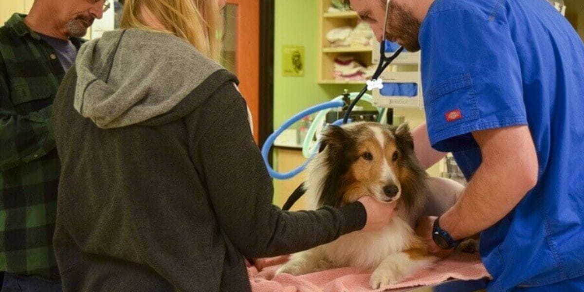 Vet prepares to put dog to sleep but discovers something behind his ear
