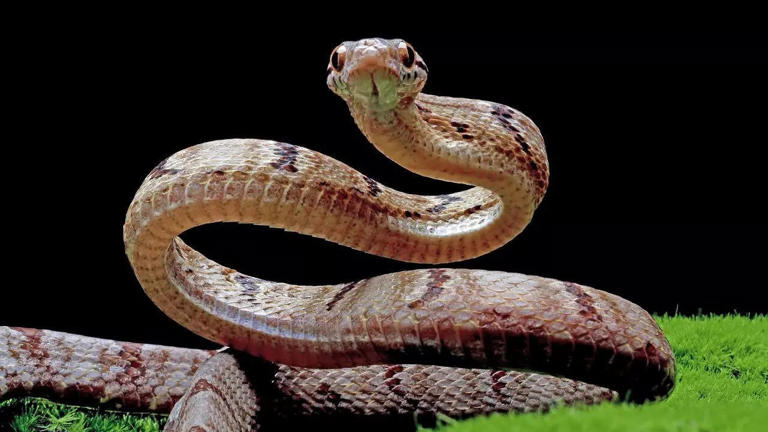 Why snakes lost their legs millions of years ago: The true story behind ...