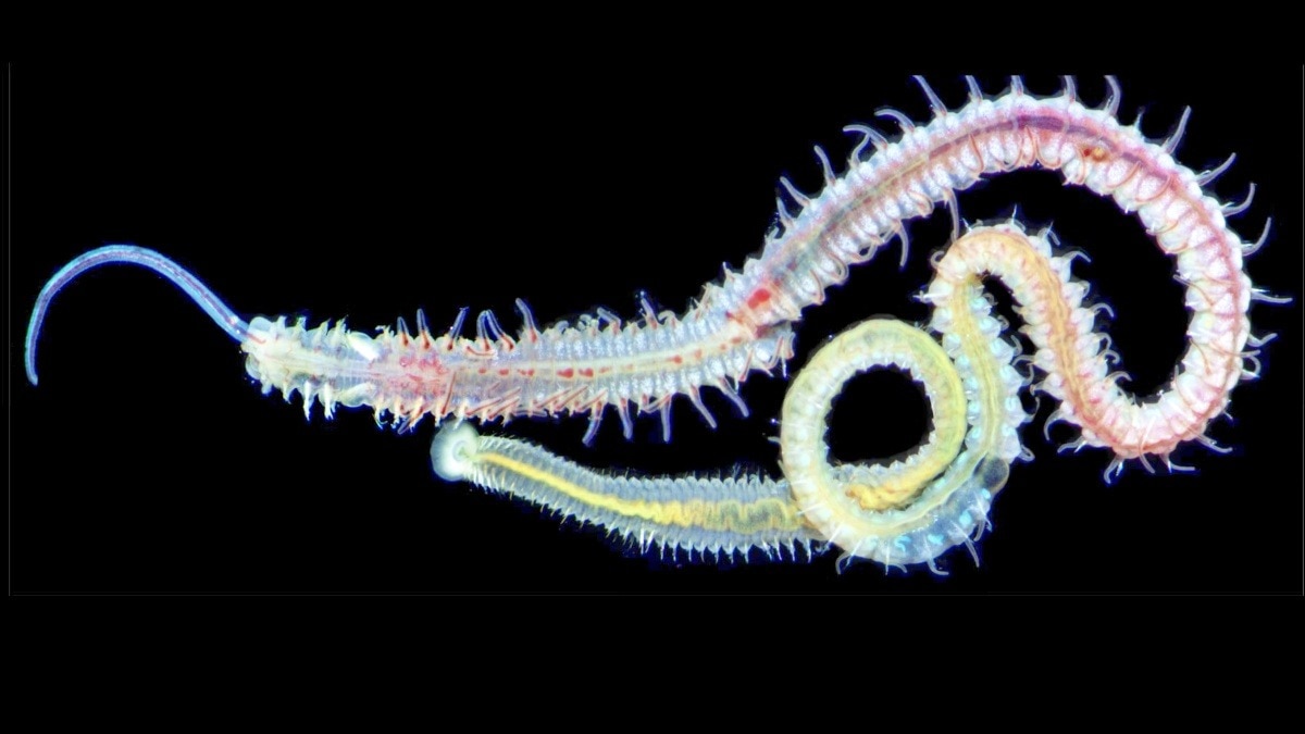 The immortal killer: Parasite killing ocean life for 500 million years ...