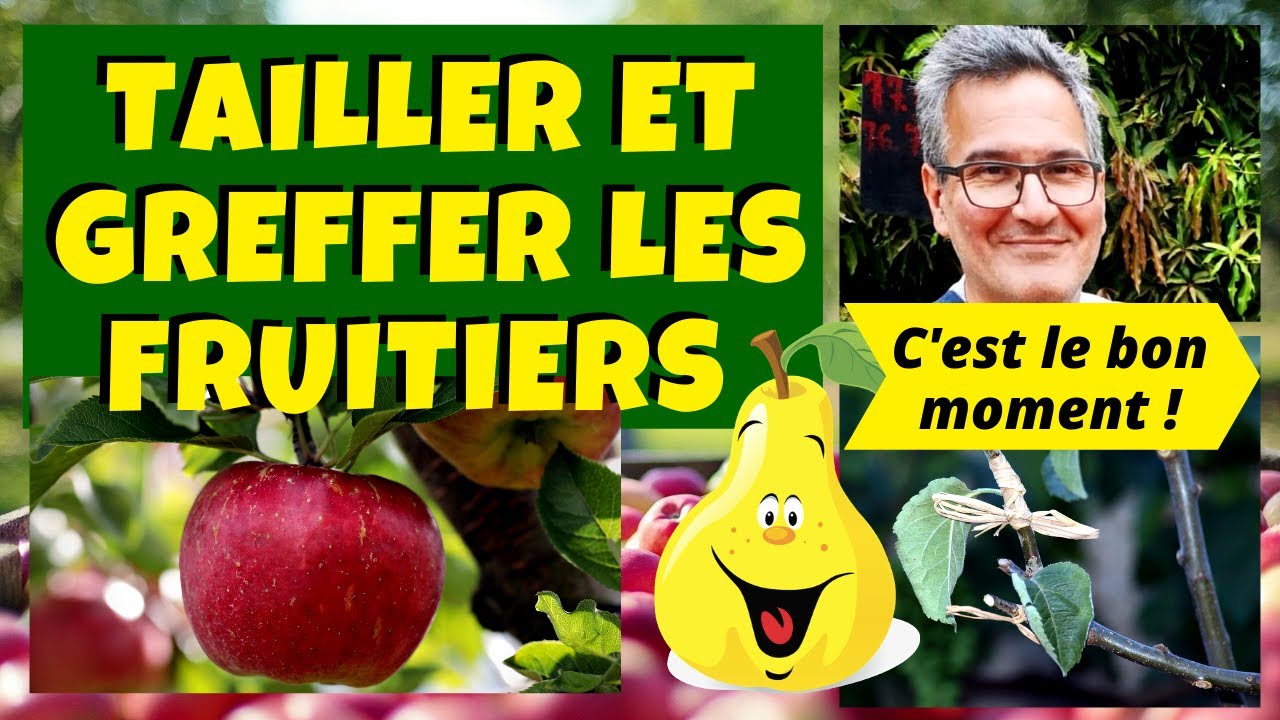 Taille des Arbres Fruitiers – Comment Tailler et Prélever des Greffons