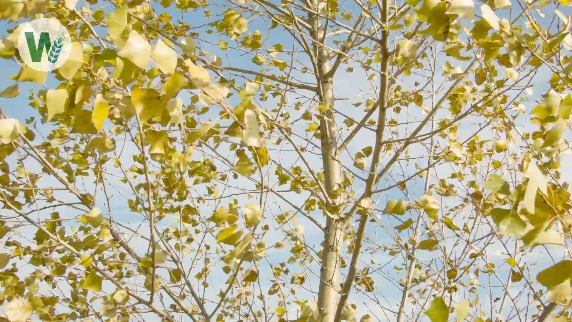 Die Zitterpappel: Pionierin unter den Bäumen und Baum des Jahres 2026