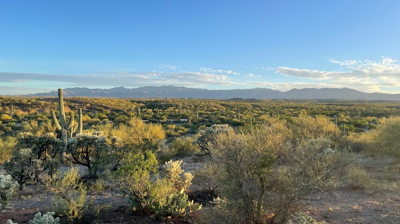 Arizona's Affordable Hidden Suburb Outside Tucson Was Once A Thriving ...
