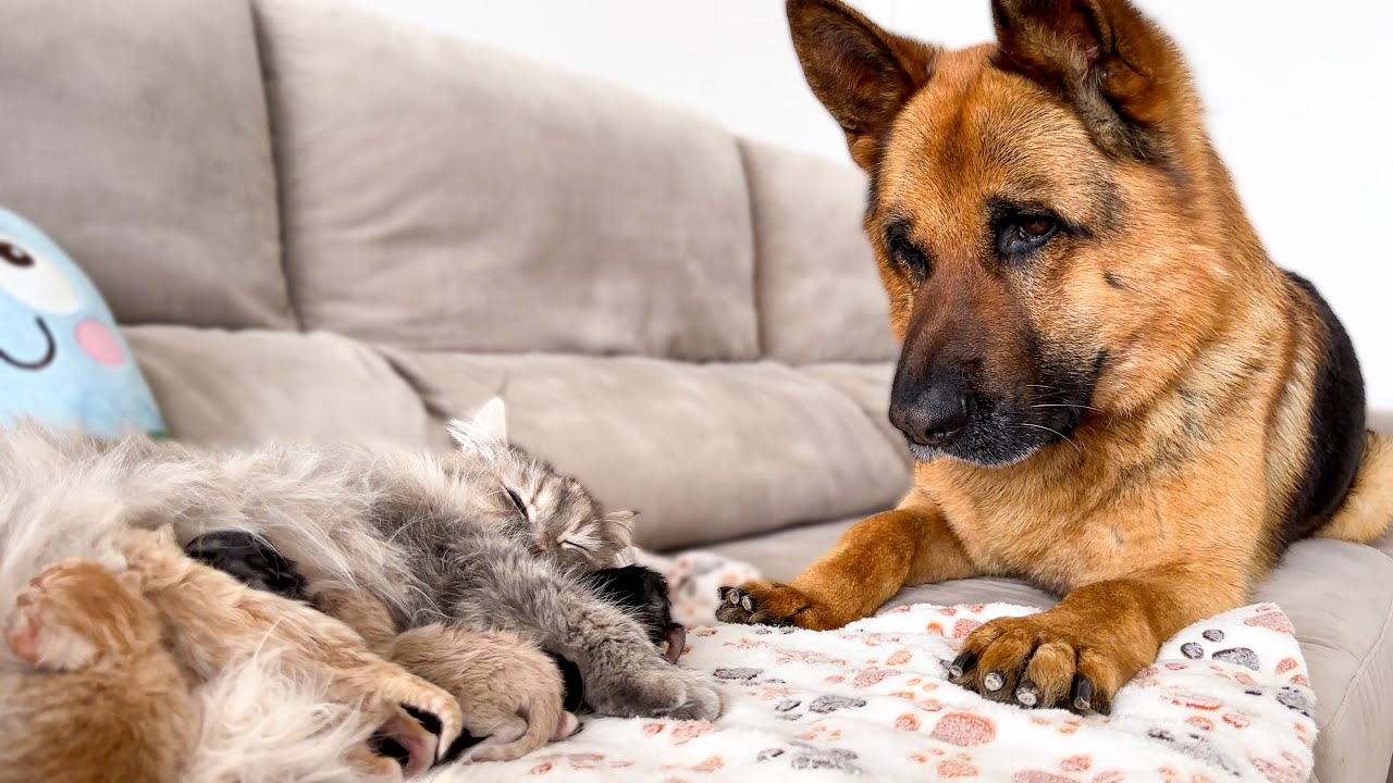 Lieve reus waakt over moederkat en haar kittens