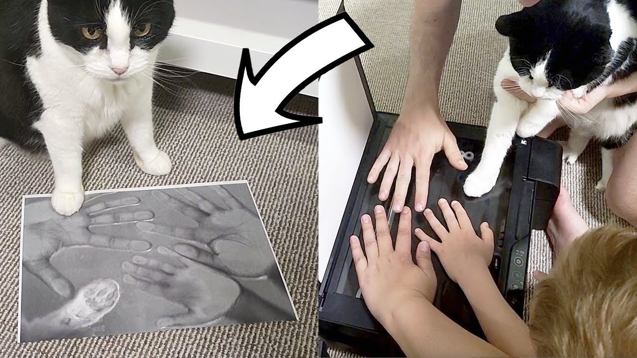 De Poot van de Kat Printen – Een Missie van Geduld