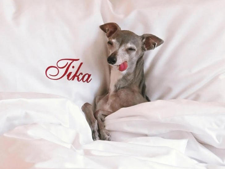 Celebrity Dog Tika the Iggy Dead at 14