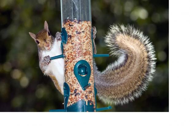 Help gather evidence to assess damage grey squirrels cause to trees