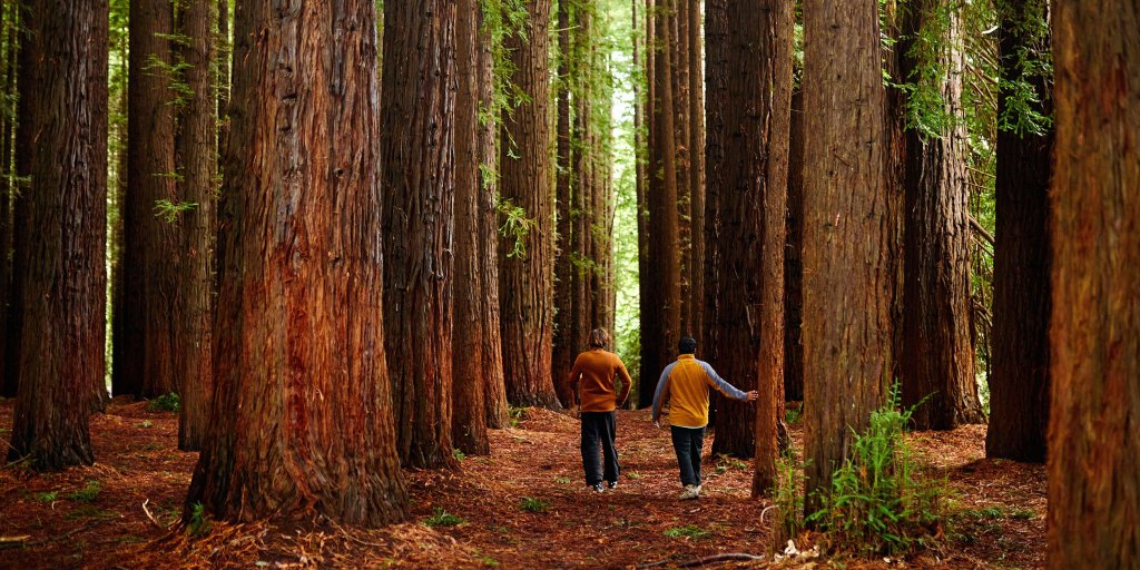 There’s a forest of giant Californian Redwoods hiding in Victoria