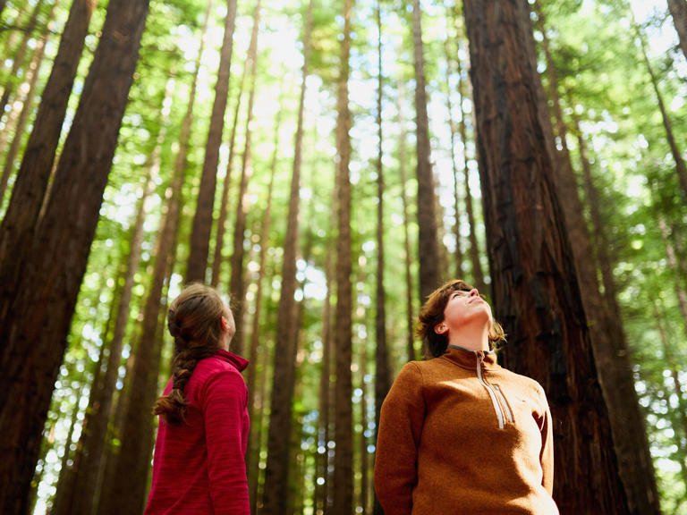 There’s a forest of giant Californian Redwoods hiding in Victoria