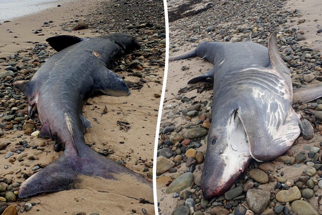 12ft basking shark washes up on beach – third in three weeks