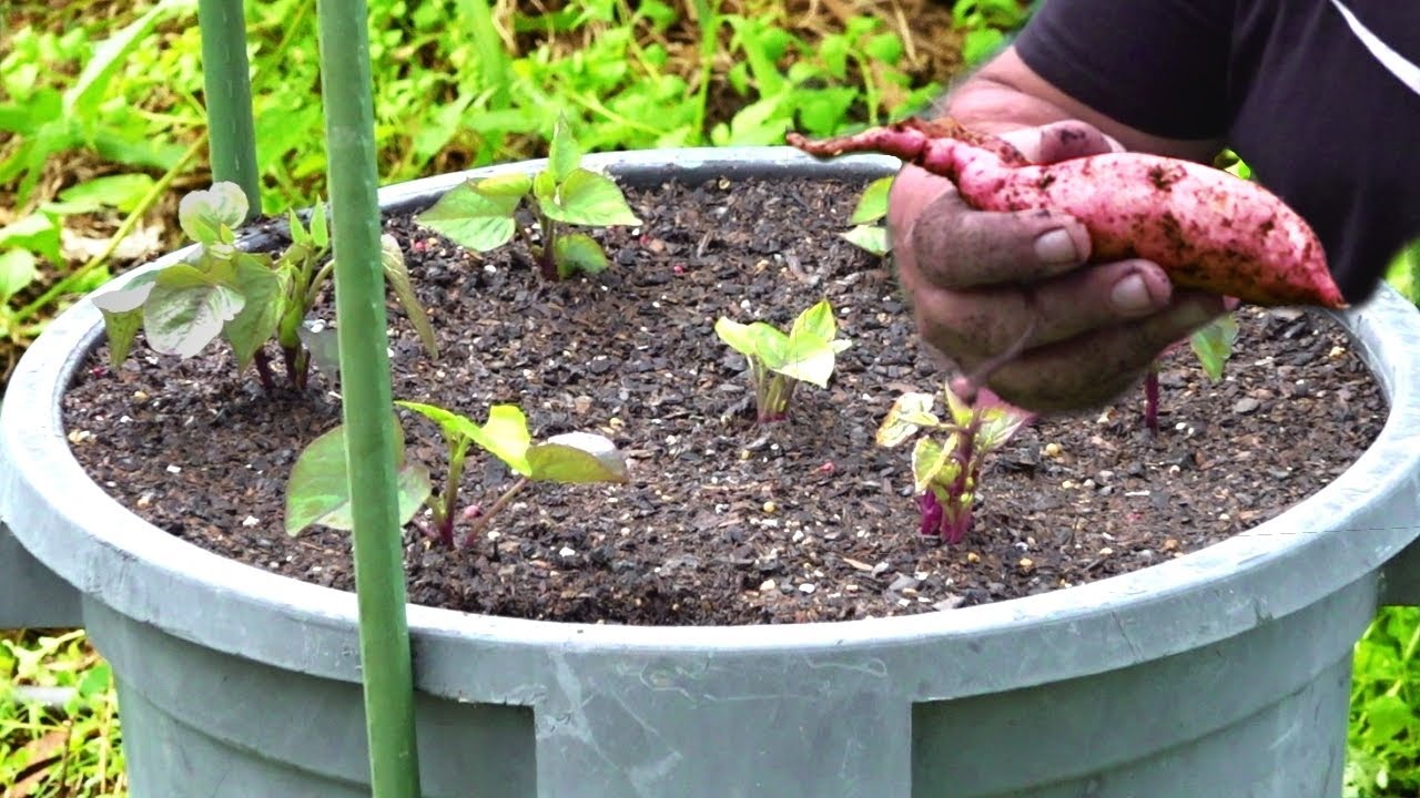 How to grow sweet potato in containers or pots