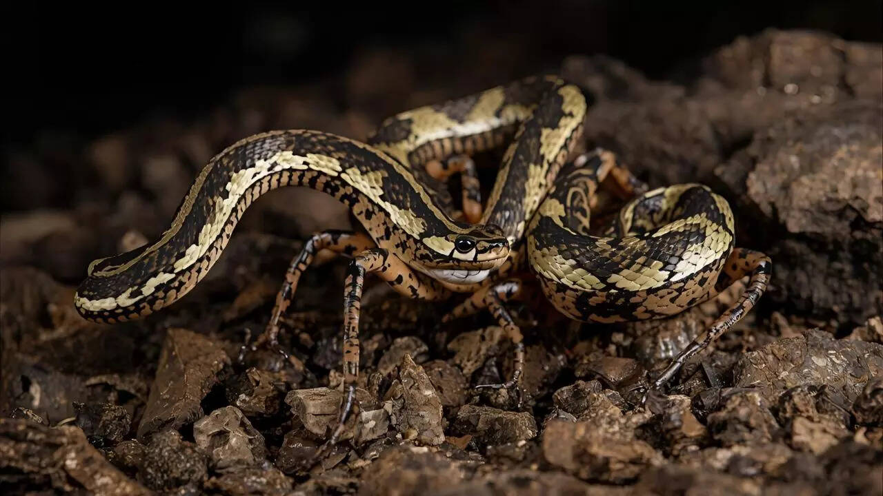 Why snakes lost their legs millions of years ago: The true story behind ...