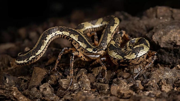 Why snakes lost their legs millions of years ago: The true story behind ...