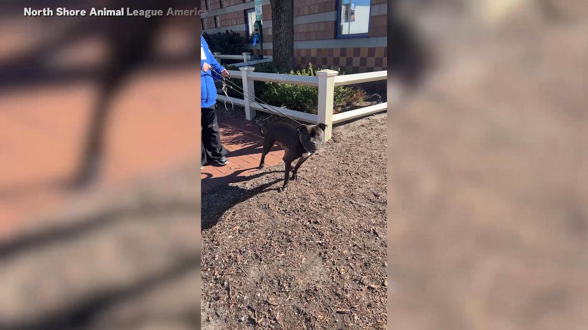 Dog Returned To Shelter Now Looking For A New Home