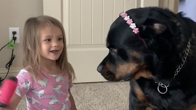 Patient dog lets human give her a makeover