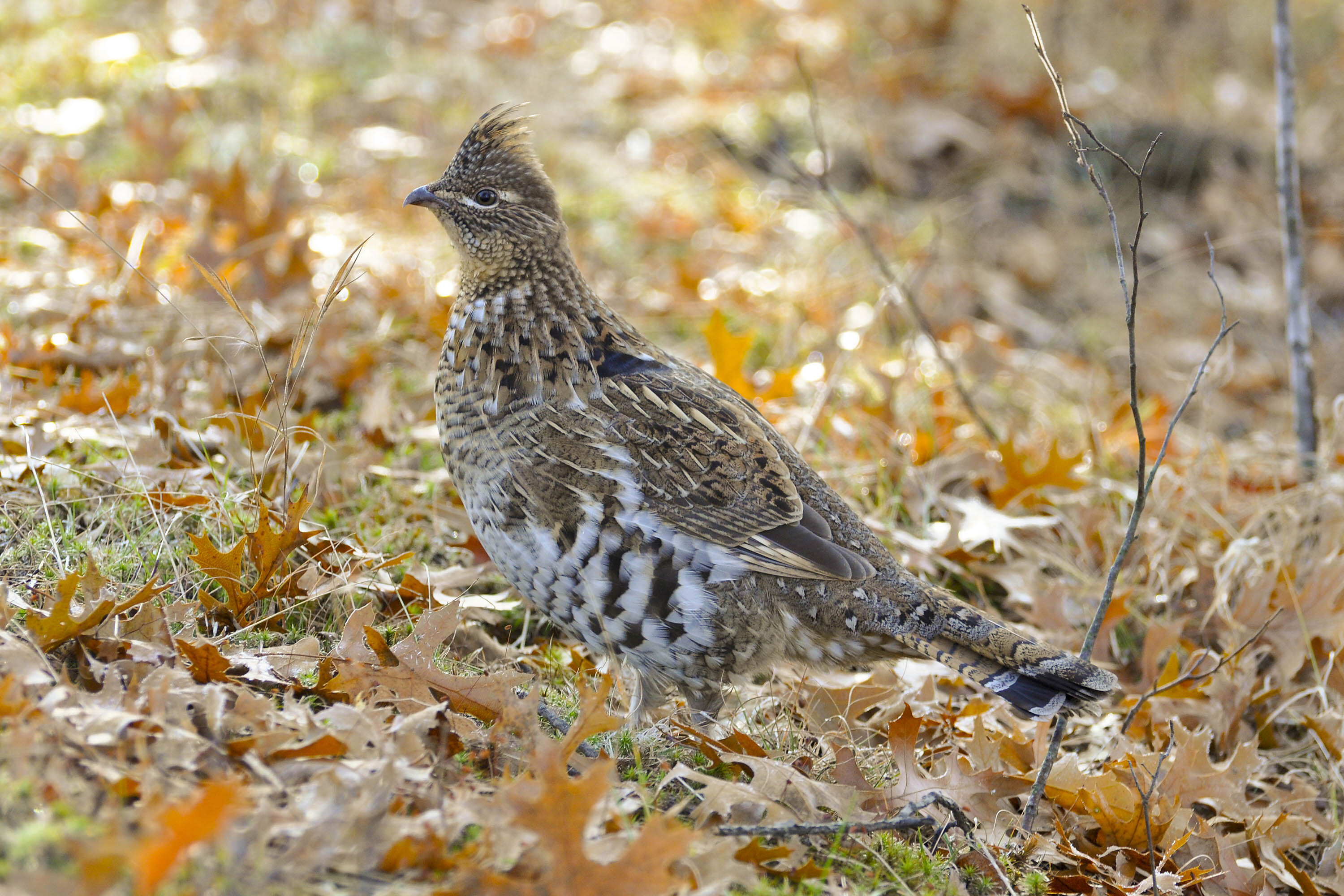 Hunters bagging Minnesota grouse at a good clip despite signs of a ...