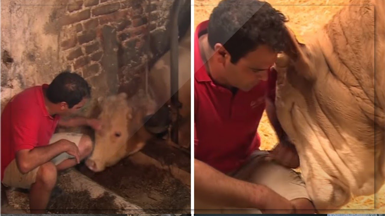 Bull Imprisoned His Whole Life – The Moment He’s Finally Set Free Is ...