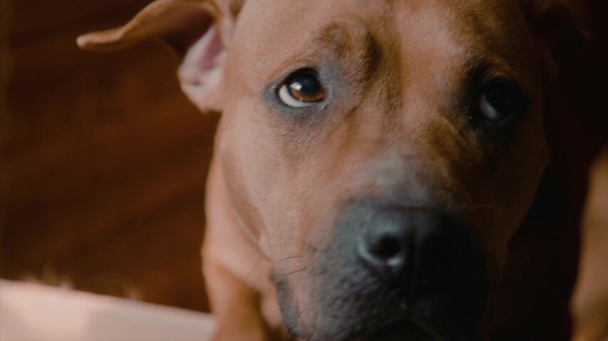 Alba Matilda De Angelis Fondazione Cave Canem Nati Liberi Video