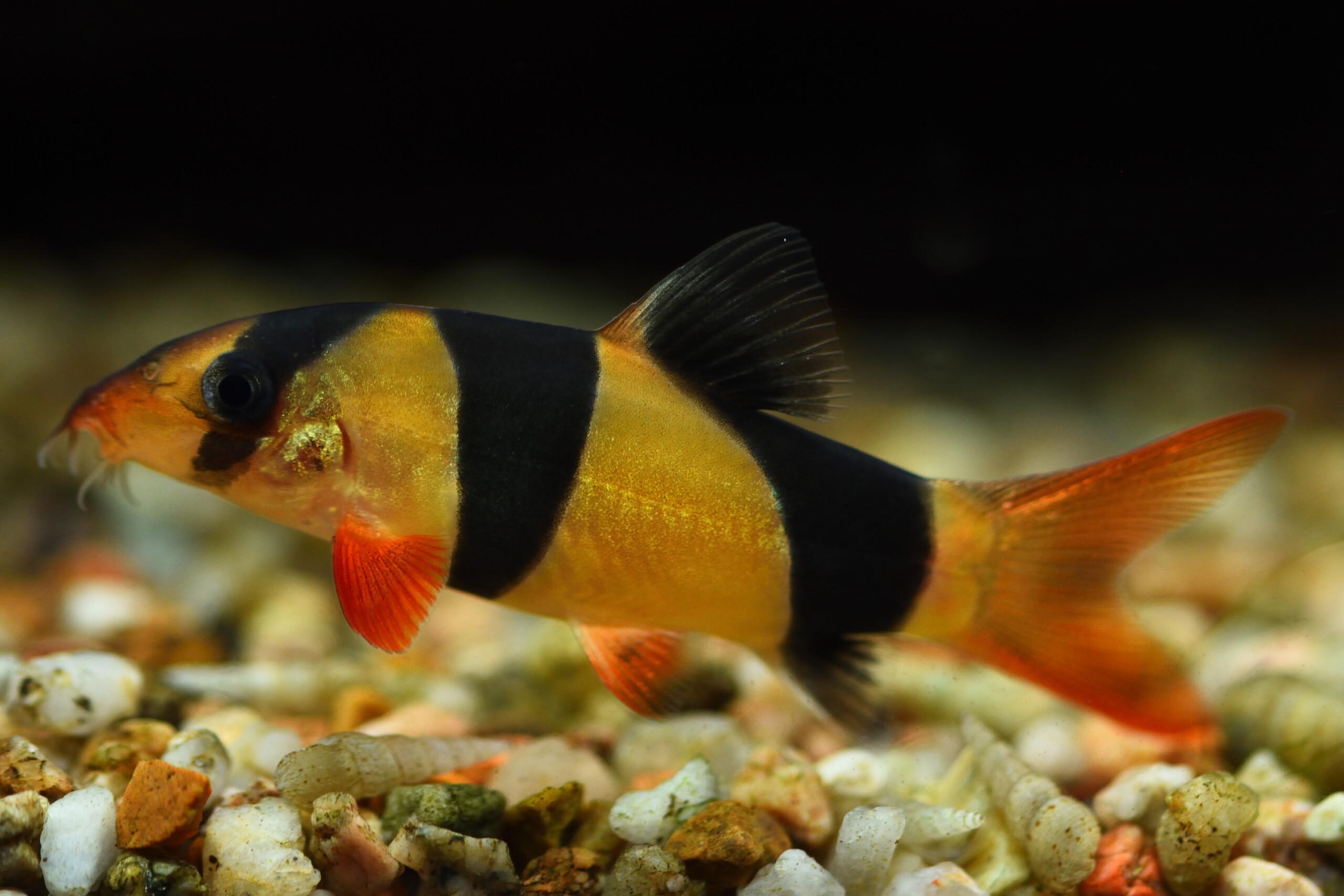 Botia payaso (Chromobotia macracanthus): guía completa de cuidados ...