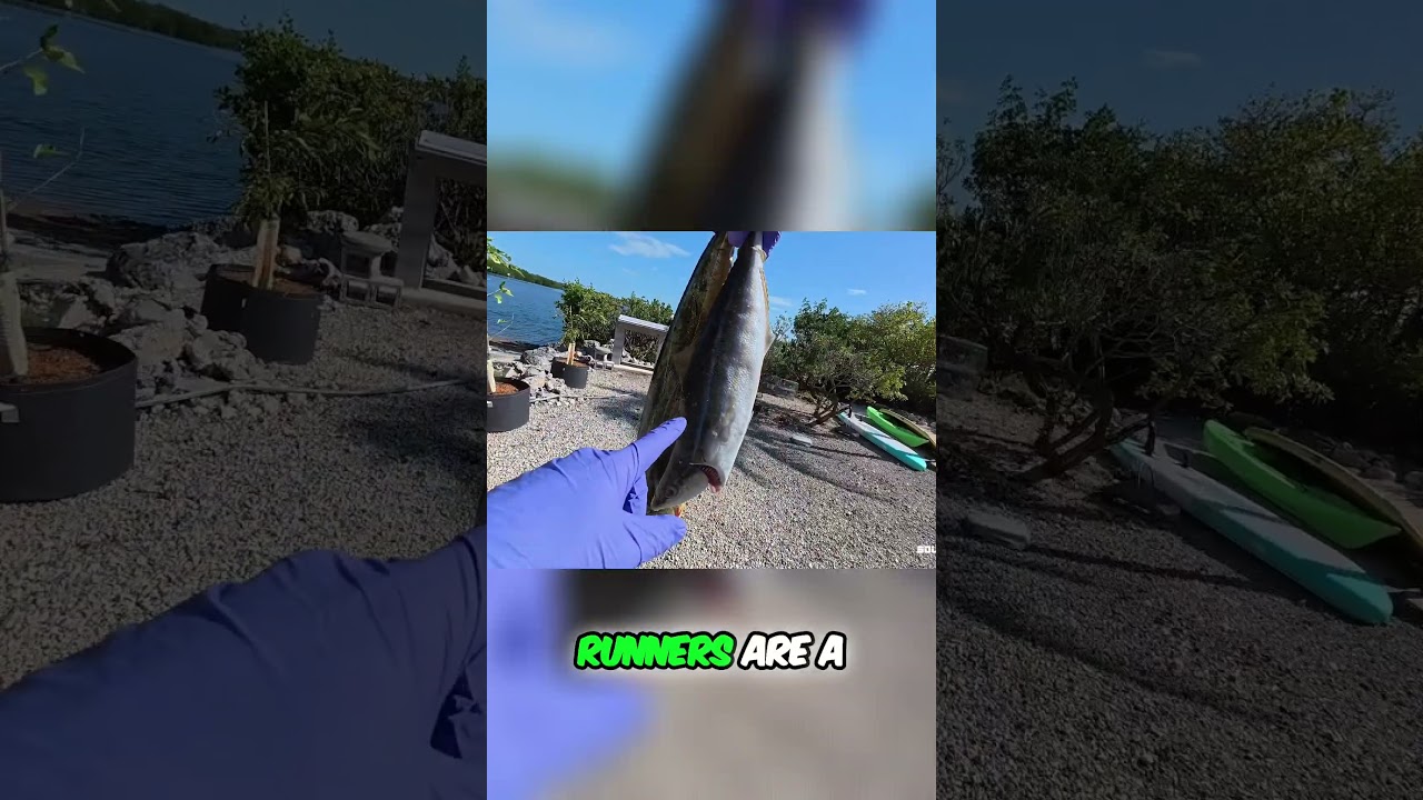 Fish eyes are white