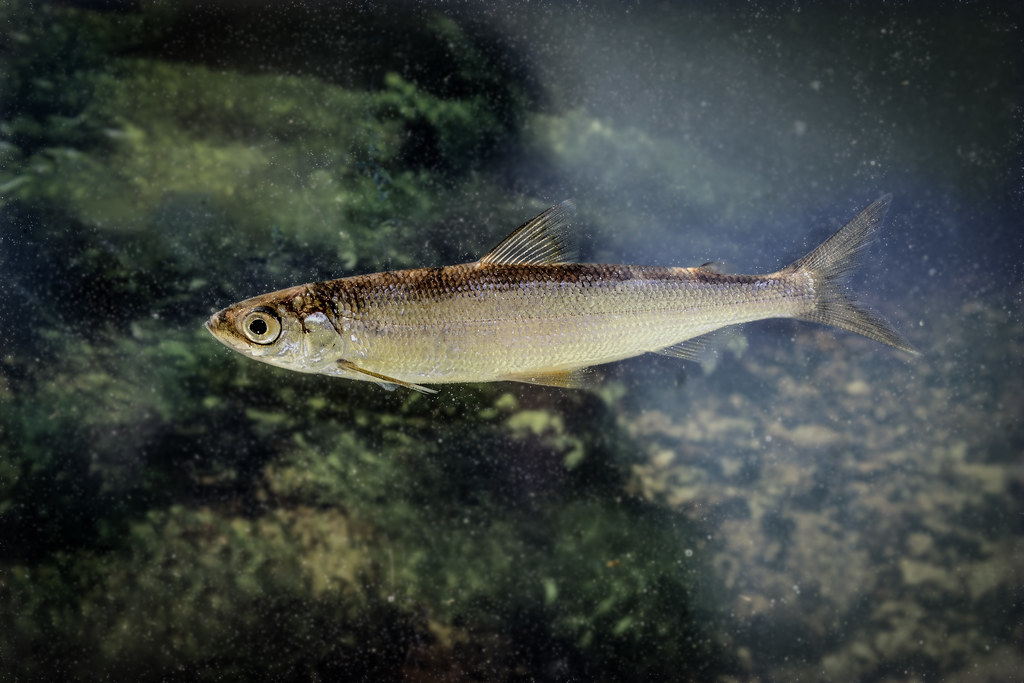 Ice Age Relic: Britain's rarest fish is thriving in Dumfries & Galloway ...