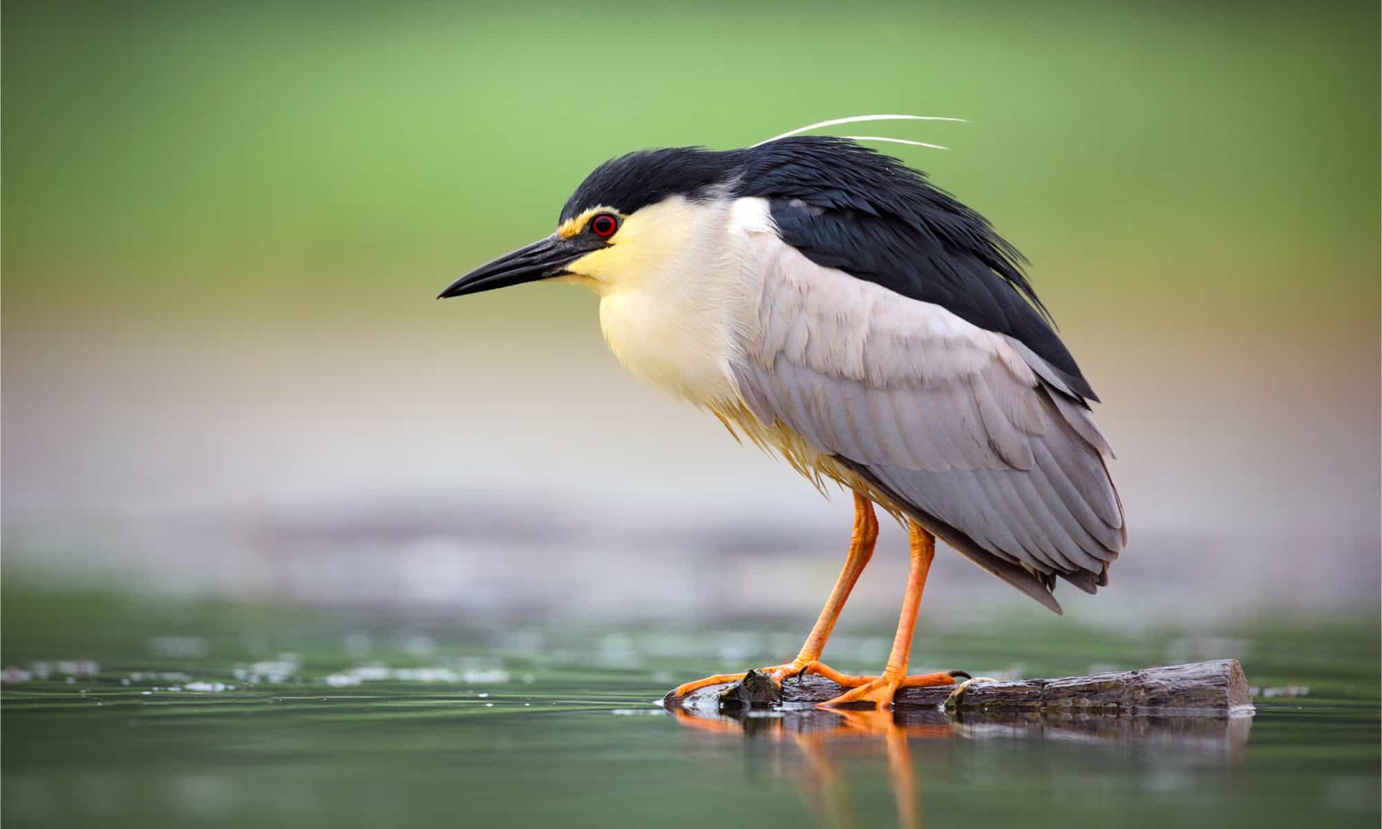 A Look at the Unique Animals of Haleakalā National Park