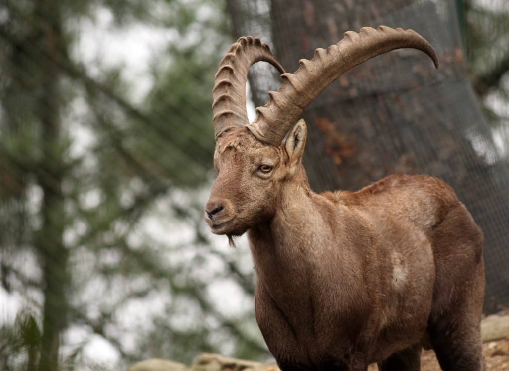 12 animals that have gone extinct in the last 100 years
