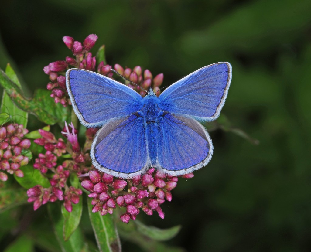 12 animals that have gone extinct in the last 100 years